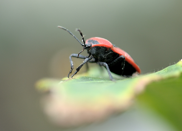 Red And Black Beetle – Prerna's Photographs