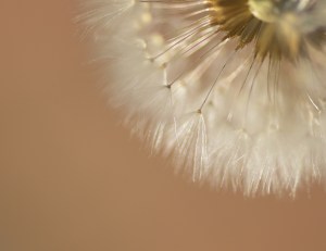 Dandelion, the Wish Flower – Prerna's Photographs