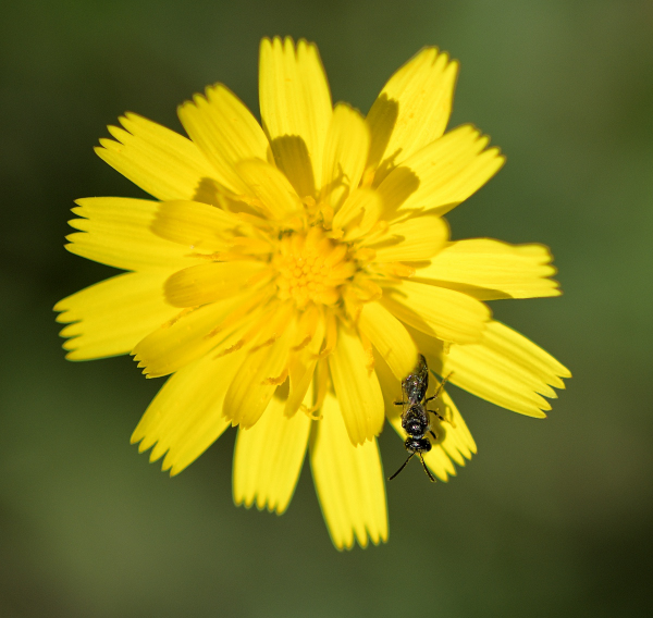 Dandelion, the Wish Flower – Prerna's Photographs