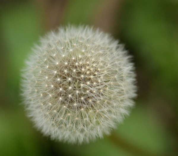 Dandelion, the Wish Flower – Prerna's Photographs